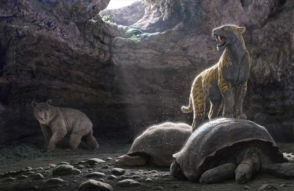 Machairodus | LA TIENDA DEL MUSEO