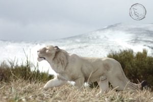 LEÓN CAVERNARIO, el más terrible depredador del pleistoceno