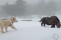 LEÓN CAVERNARIO, el más terrible depredador del pleistoceno