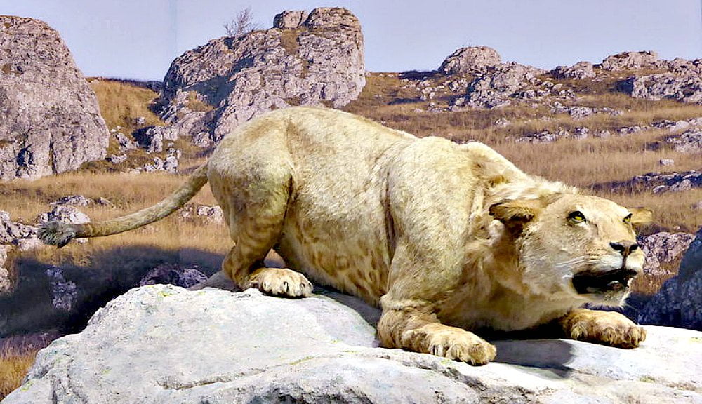 León cavernario, reproducción del más terrible depredador del pleistoceno.