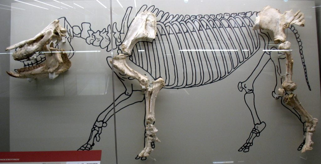 Aceratherium incisivum, reproducción artesanal pintada a mano